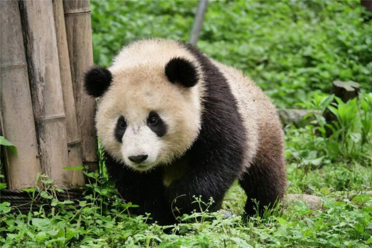 LPL, nagkupkop ng giant panda para isulong ang wildlife preservation ...
